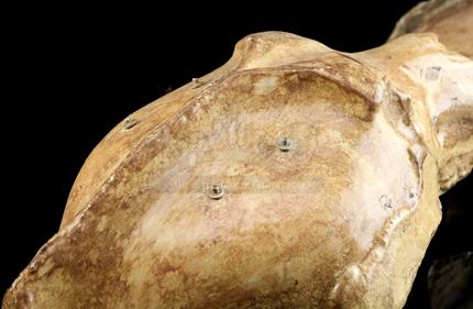 13TH WARRIOR, THE - Set of Three Wendol Skull Headpieces - Current ...