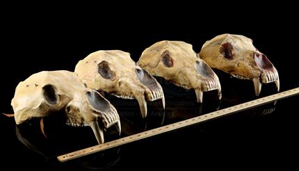 13TH WARRIOR, THE - Set of Four Wendol Skull Headpieces - Current price ...