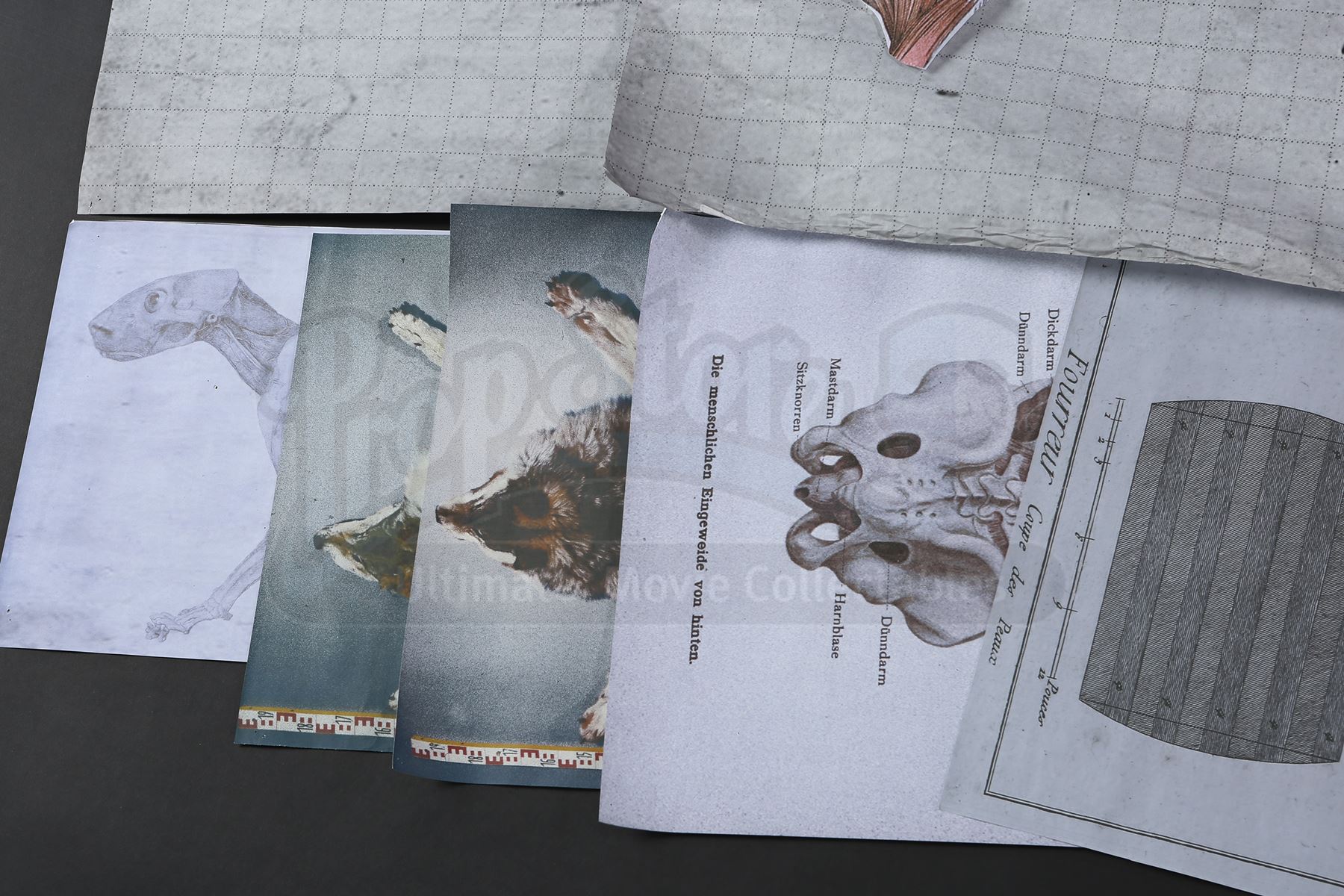 SEASON 2 EPISODE 9: SHIIZAKANA Randall Tier's (Mark O'Brien) Bear Suit ...