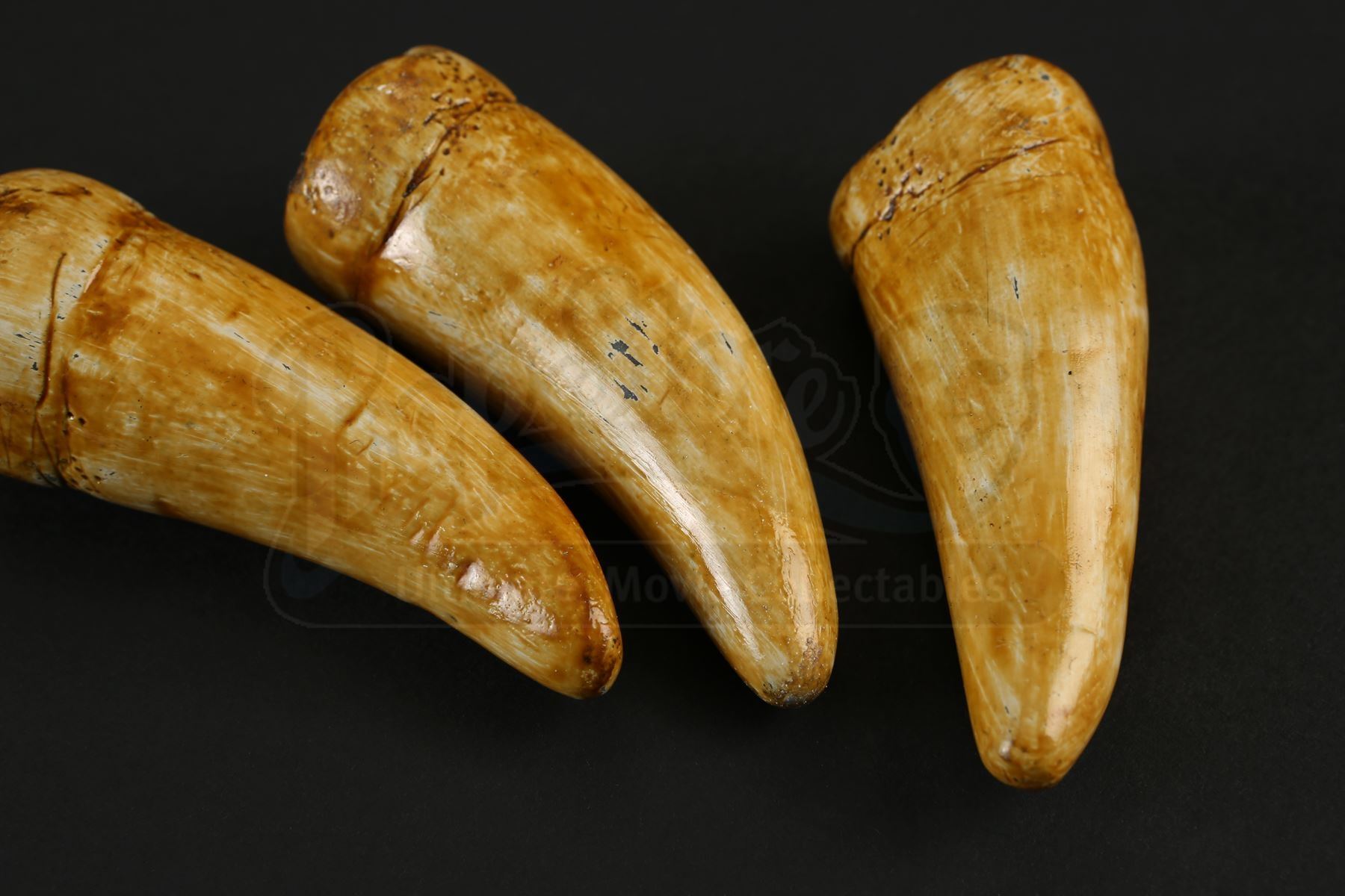 SEASON 2 EPISODE 9: SHIIZAKANA Set of Three Canine Teeth