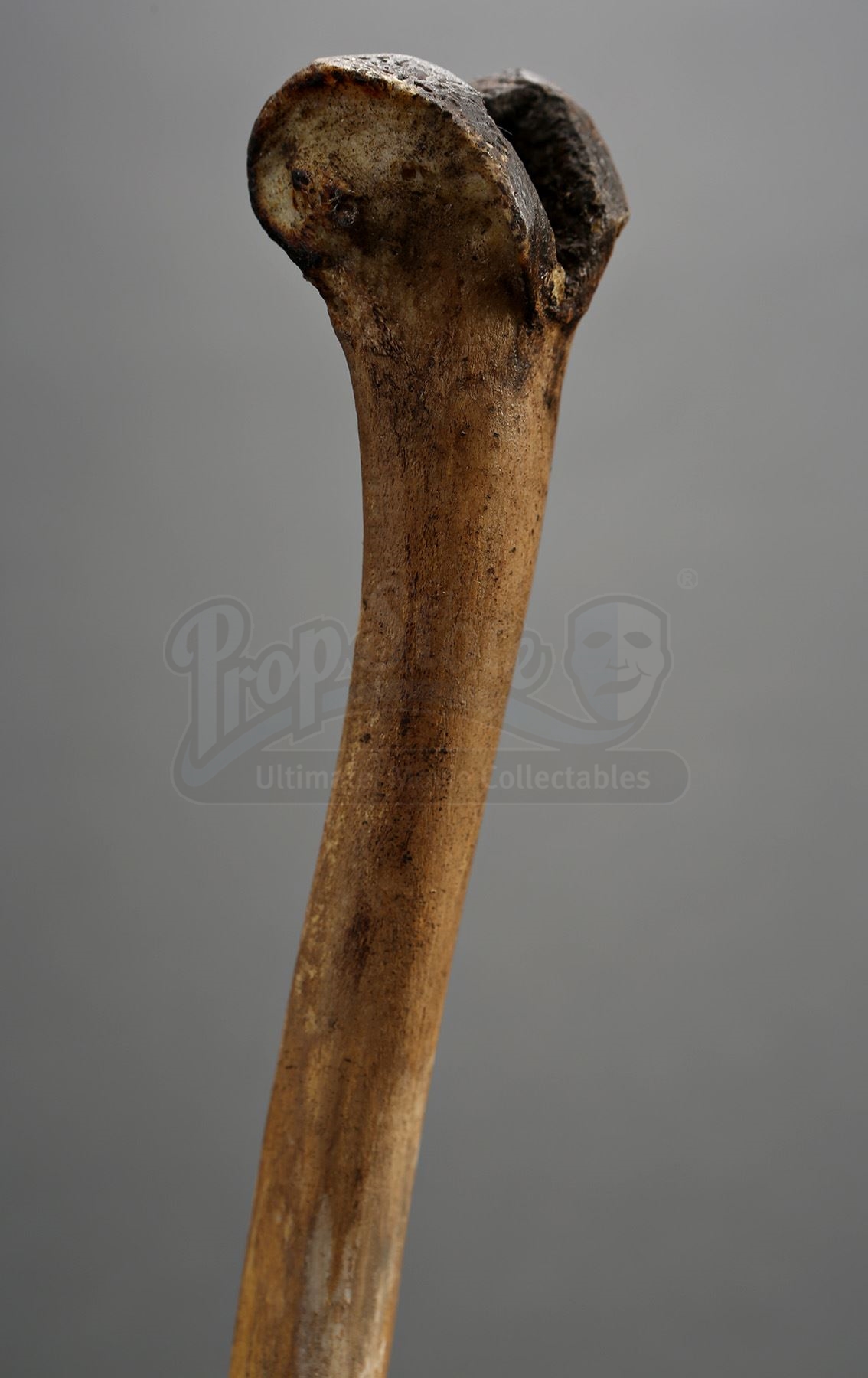 SEASON 3 EPISODE 3: SECONDO Pair of Pheasant Bones