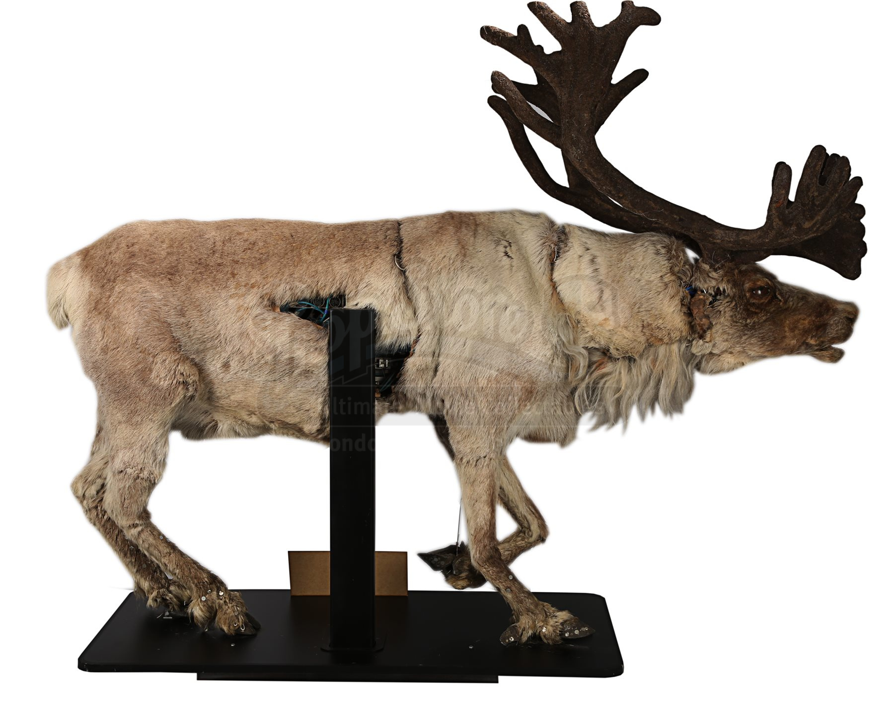 Donner The Reindeer