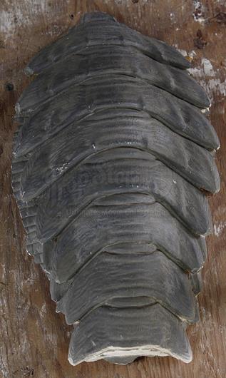 MEN IN BLACK (1997) - Large Edgar Bug Maquette - Price Estimate: $800 ...