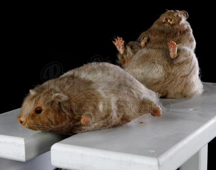 NUTTY PROFESSOR 2: THE KLUMPS (2000)