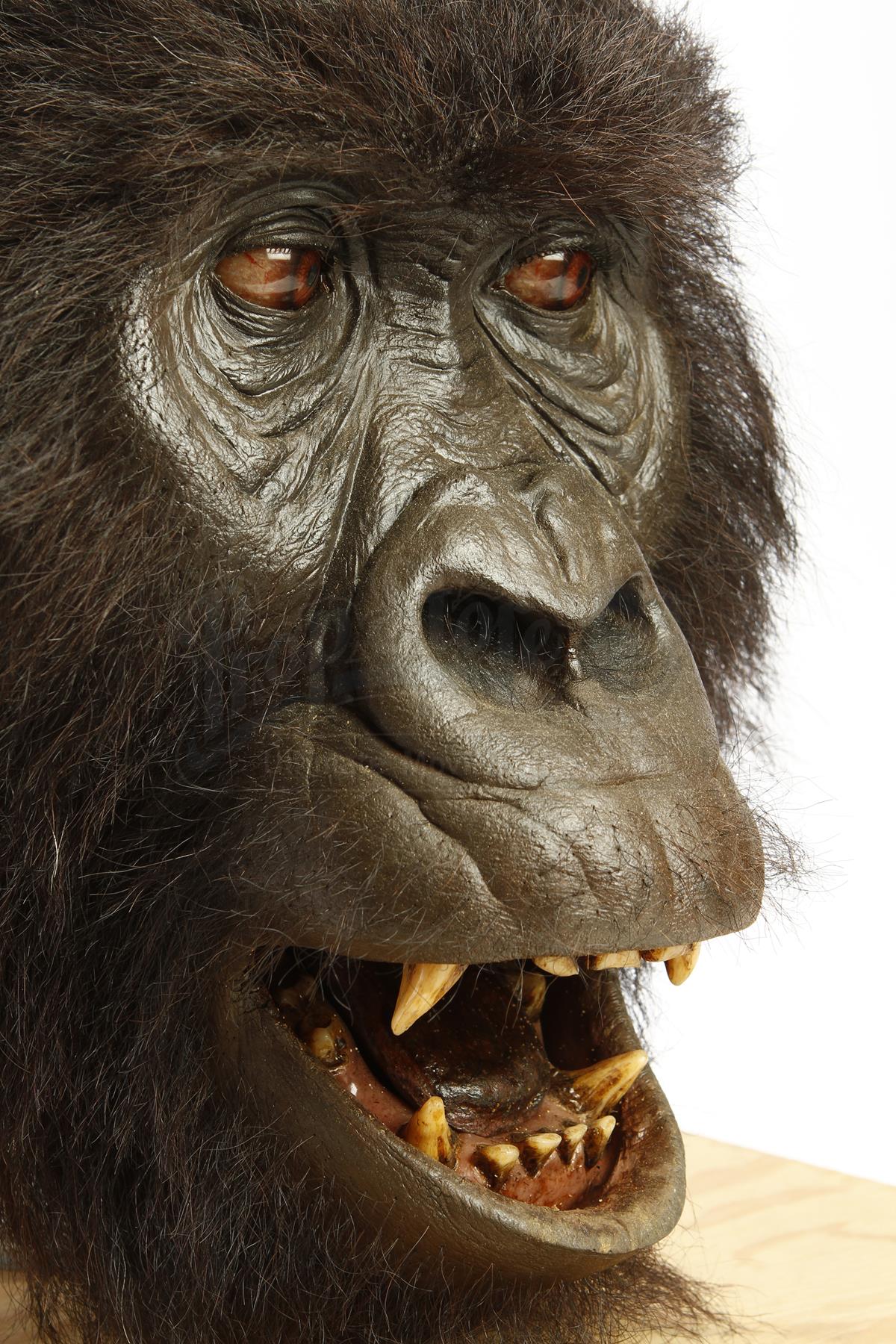 GORILLAS IN THE MIST (1988) - Animatronic Gorilla Head