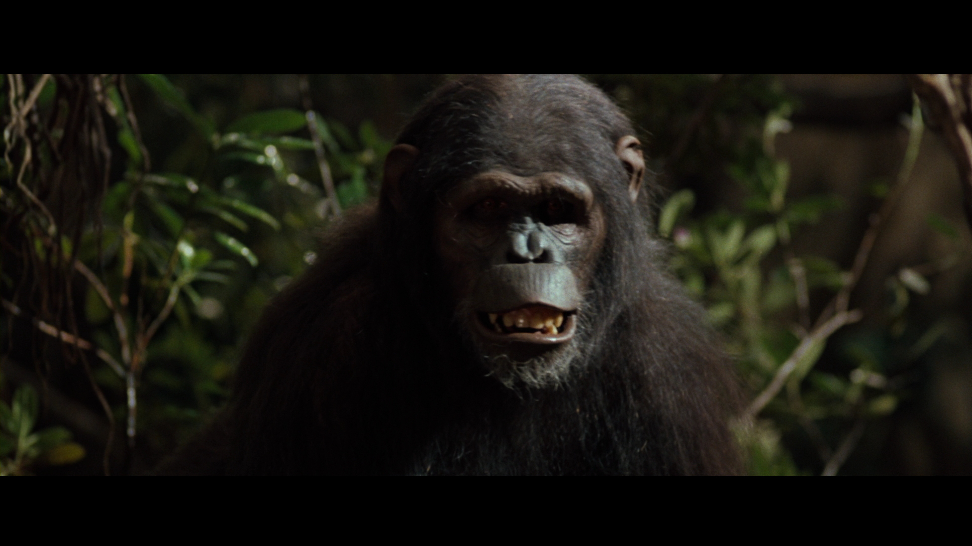 GREYSTOKE: THE LEGEND OF TARZAN, LORD OF THE APES (1984) - Juvenile Ape ...