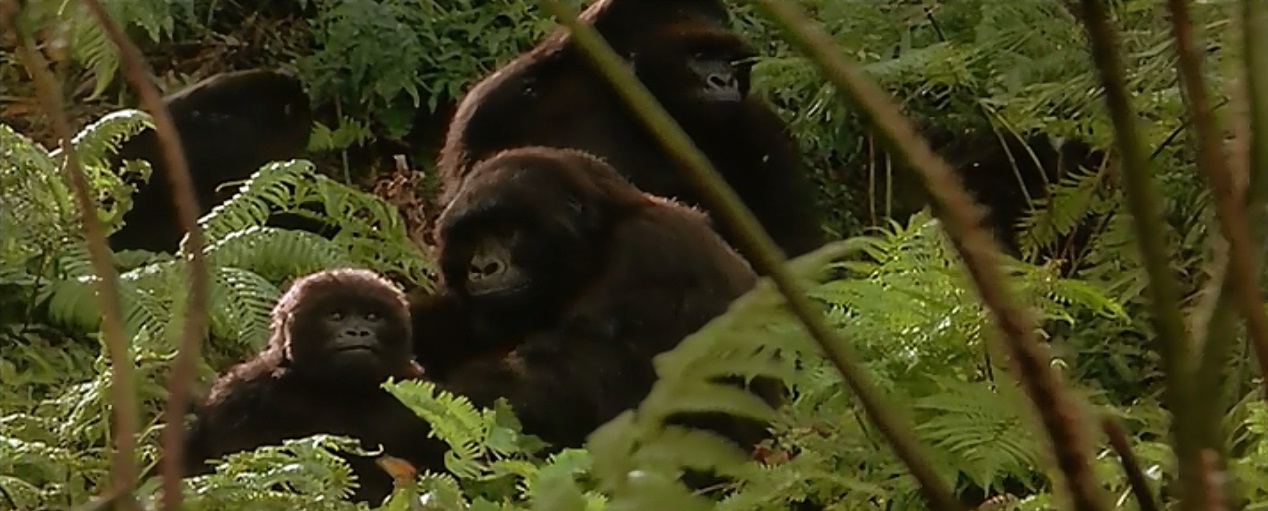 MIGHTY JOE YOUNG (1998) - Baby Joe Puppet With Heads