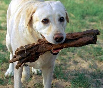 LOST (2004 - 2010) - Roger Linus' (Jon Gries) Decayed Arm and Sleeve ...