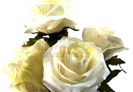 Nightmare Wedding Roses