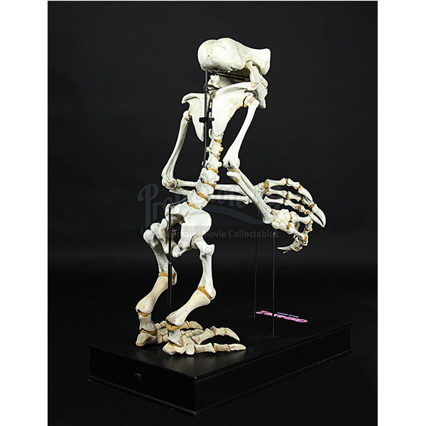 Gremlins Skeleton | Propstore – Ultimate Movie Collectables