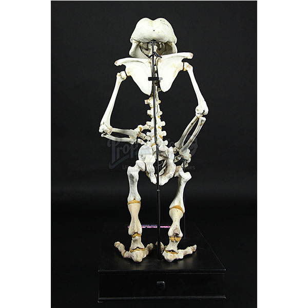 Gremlins Skeleton | Propstore – Ultimate Movie Collectables