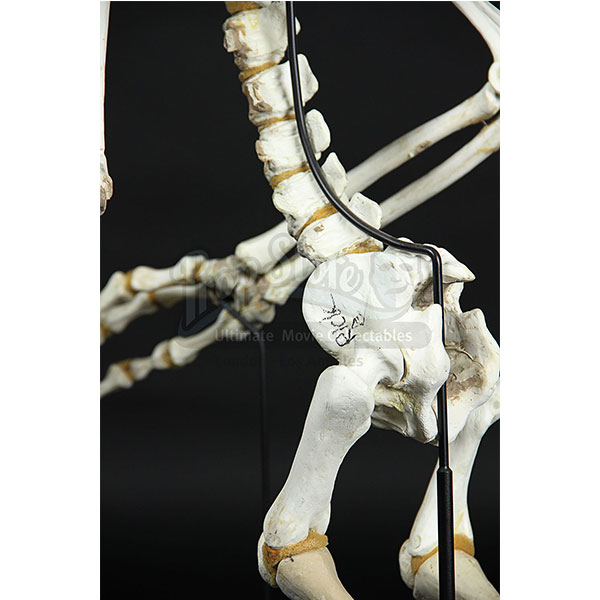Gremlins Skeleton | Propstore – Ultimate Movie Collectables