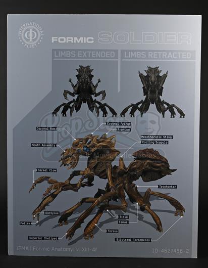 Formic Solider Limb Diagram