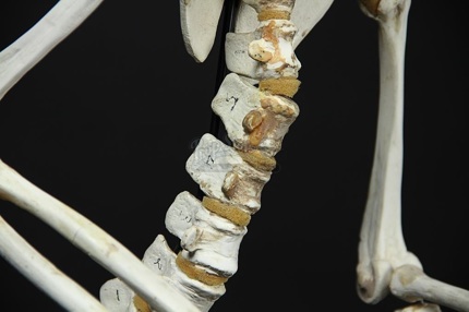 A full-size Gremlin skeleton puppet used in Joe Dante’shorror comedy ...